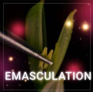 Emasculation Archives - CerebralFindomme